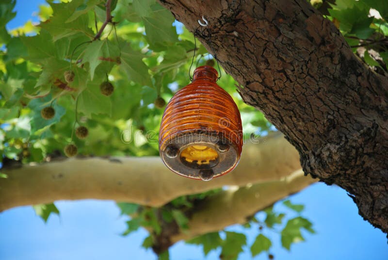 Bee Hive stock image. Image of hide, hive, hanging, hornets - 12494441