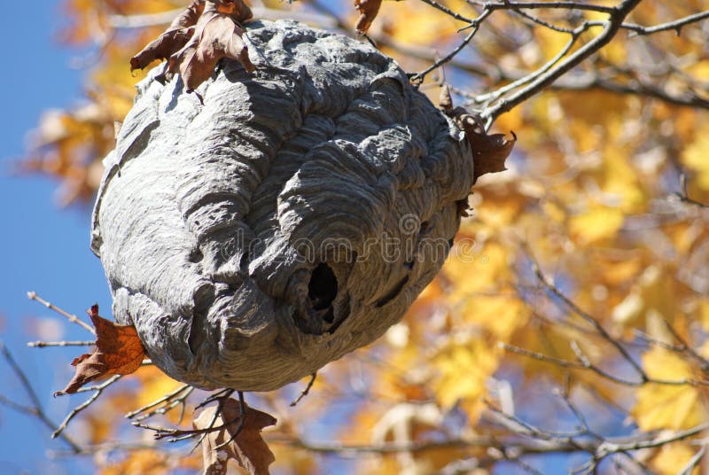 Bee Hive stock image. Image of automn, wild, country - 12637889