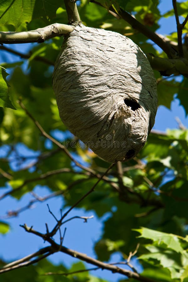 Bee Hive, the real thing stock image. Image of nestnest - 7856093