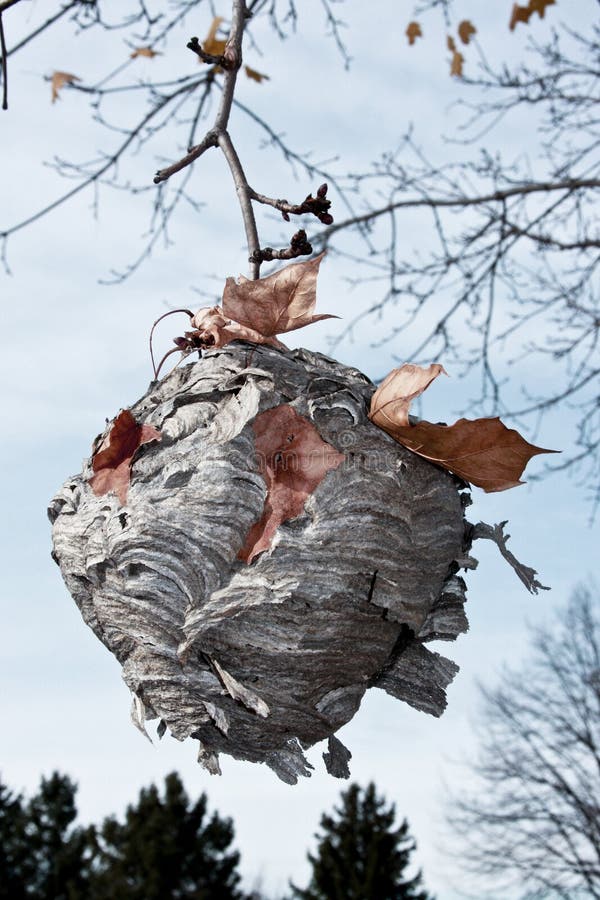 Bee Hive stock photo. Image of beehive, nest, tree, colony - 13399348