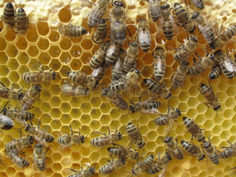 Bee Hive stock photo. Image of animal, flying, health - 20045930