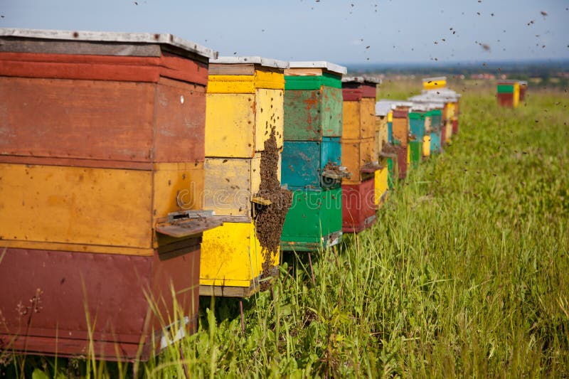 Commercial Bee Hives stock image. Image of apiary, gorda - 5240635