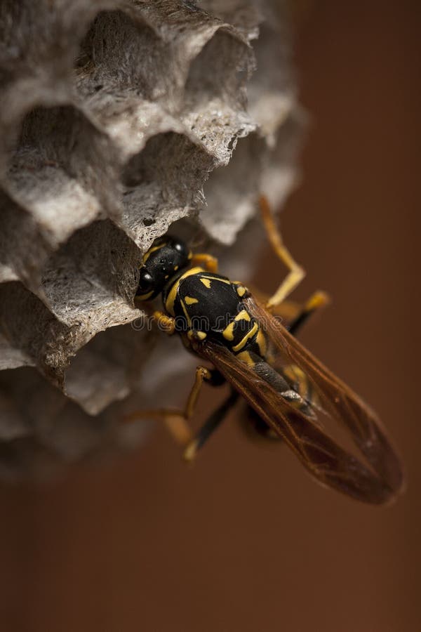 Bee Hive 3 stock image. Image of eyes, hive, wings, yellow - 25322817