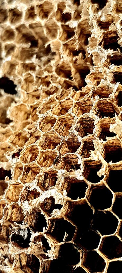 Bee hive stock photo. Image of front, house, honey, develop - 261681806