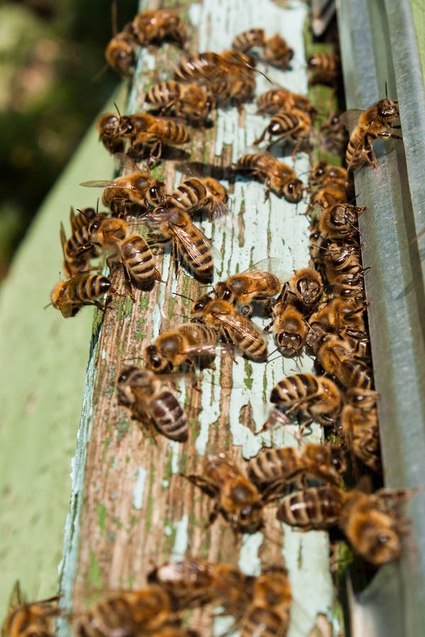 Old bee hive stock photo. Image of tree, ecology, keeper - 53554878