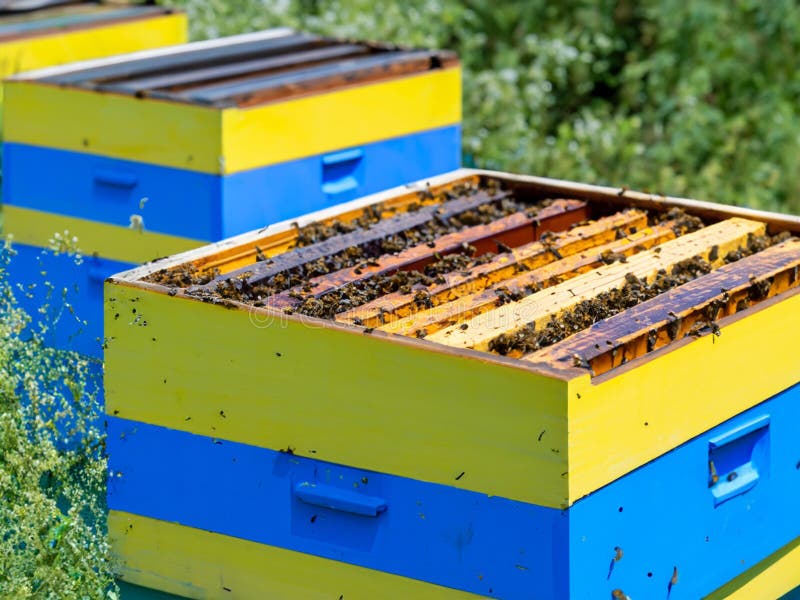 Bee hive. bees in a apiary stock photo. Image of garden - 295884396