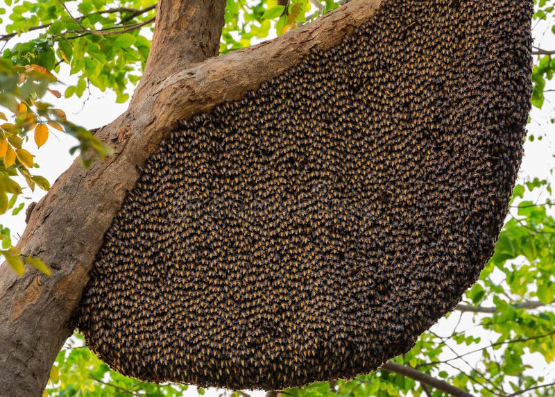 Bee and Hive of Bees Hanging. Stock Photo - Image of hive, food: 284024340
