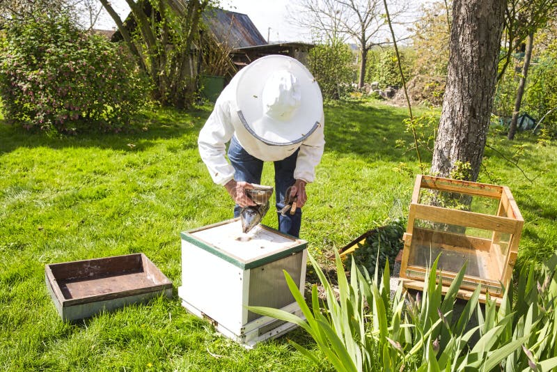 A Bee Hive Box Being Smoked To Calm the Worker Bees and Encourage Them ...