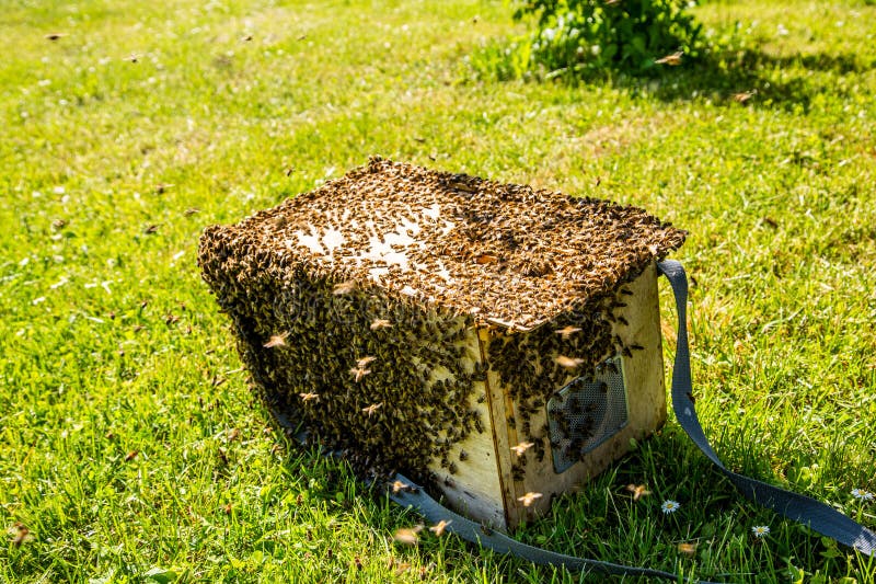 Bee Hive Box for Collecting Swarming Bees Outside of Beehive Stock Photo - Image of uncapped ...