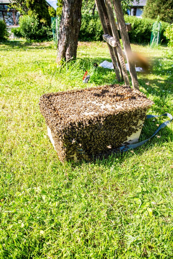 Bee Hive Box for Collecting Swarming Bees Outside of Beehive Stock ...