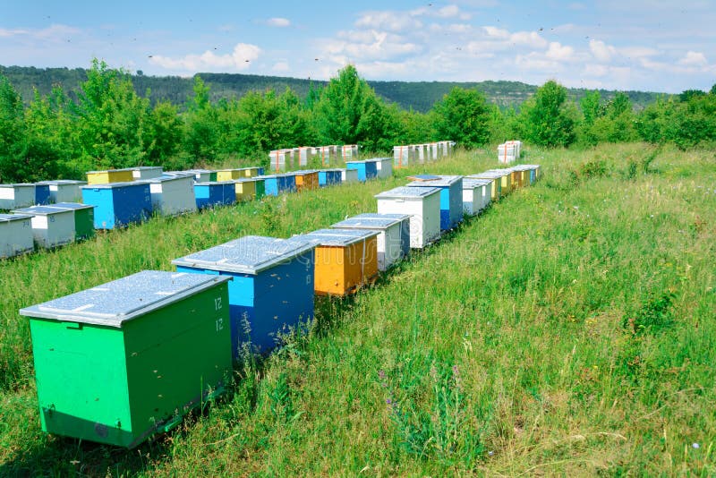 Bee Hive Boxes. the Apiary is Located on the Edge of the Forest. Stock ...