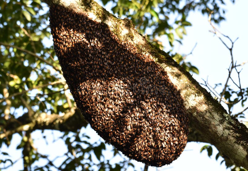 Bee Hive on Branch in Daytime Picture Stock Photo - Image of daytime, branch: 253972104