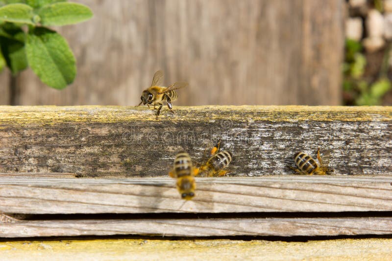 Bee hive stock photo. Image of beekeeping, outdoor, honey - 38061952