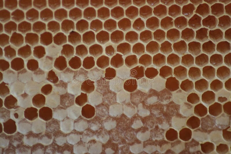 Bee Hive Comb stock photo. Image of beekeeping, comb - 76369250