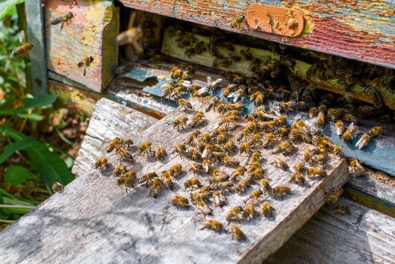 Bee Hive Entrance with Bees. Honey Bees on the Home Apiary Stock Photo ...
