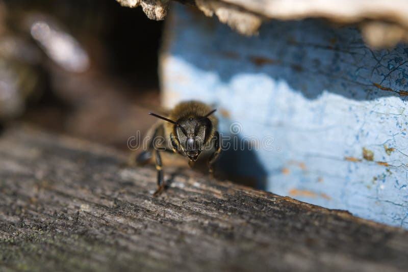 Bee hive stock image. Image of animal, colony, guard - 114518507