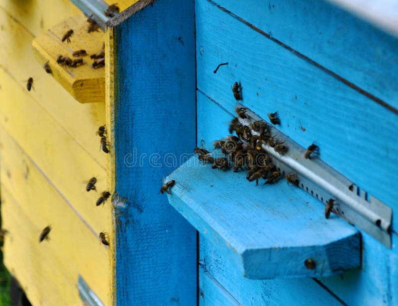 Bee Hive Flies To the Eye_4 Stock Photo - Image of pollen, legs: 93182072