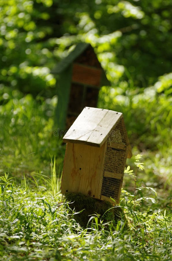 Bee Hive among Forest Grass Stock Image - Image of honey, forest: 197300171