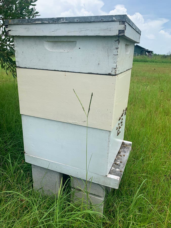 Bee Hive stock photo. Image of field, hive, grass, honey - 192466806
