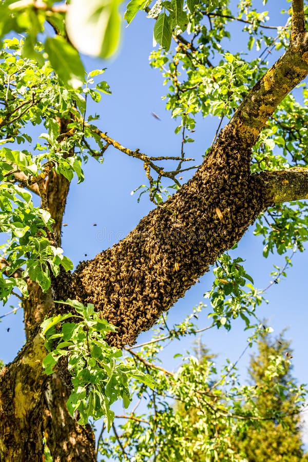 Bee Hive with Honeybee Swarm Hanging on a Tree Branch. Swarming Bees ...