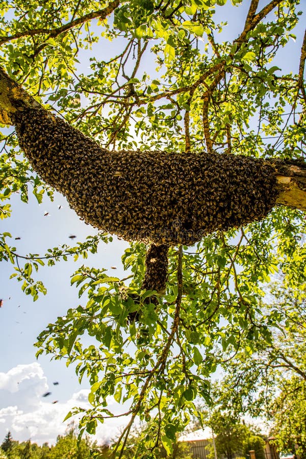 Bee Hive with Honeybee Swarm Hanging on a Tree Branch. Swarming Bees ...