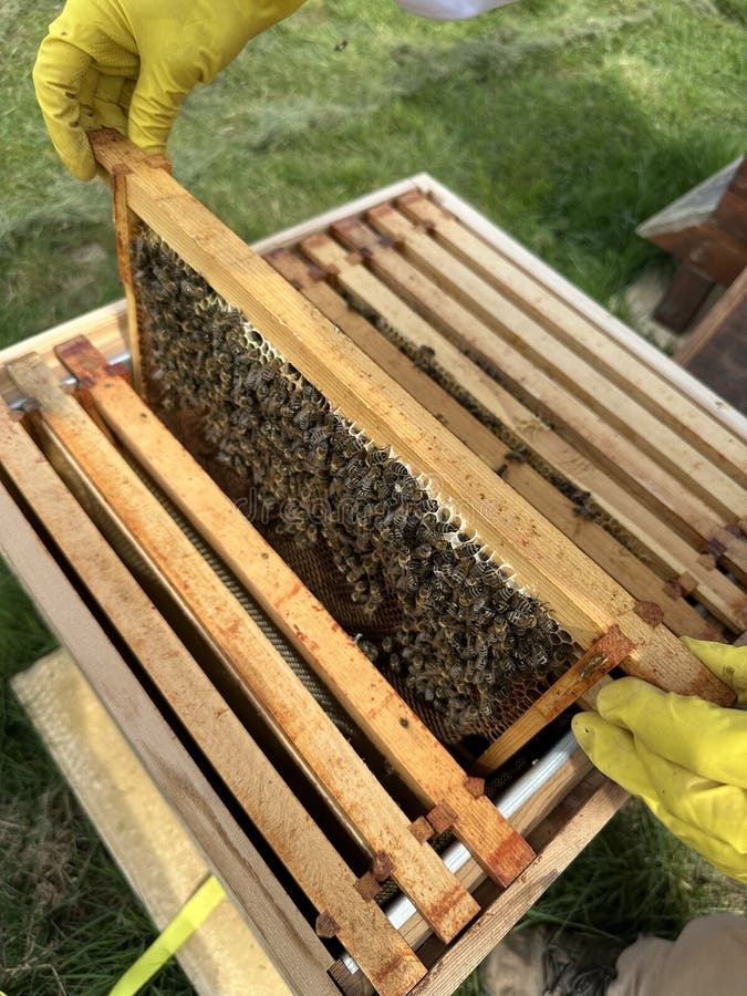 Bee hive honeycomb frame stock image. Image of wood - 374785769