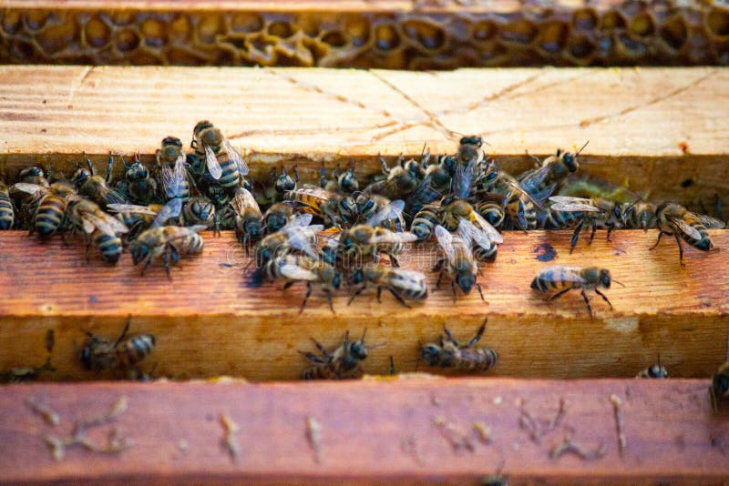 Bee Hive Inside a Cave with Many Bees Stock Photo - Image of bees ...