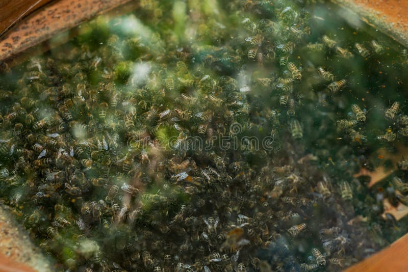 Bee Hive Interior Detail Swarm Beehive Nest Stock Image - Image of ...