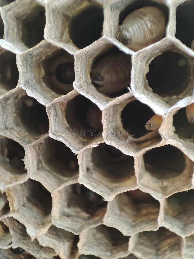 Bee hive stock image. Image of bumblebee, forest, larvae - 226568451