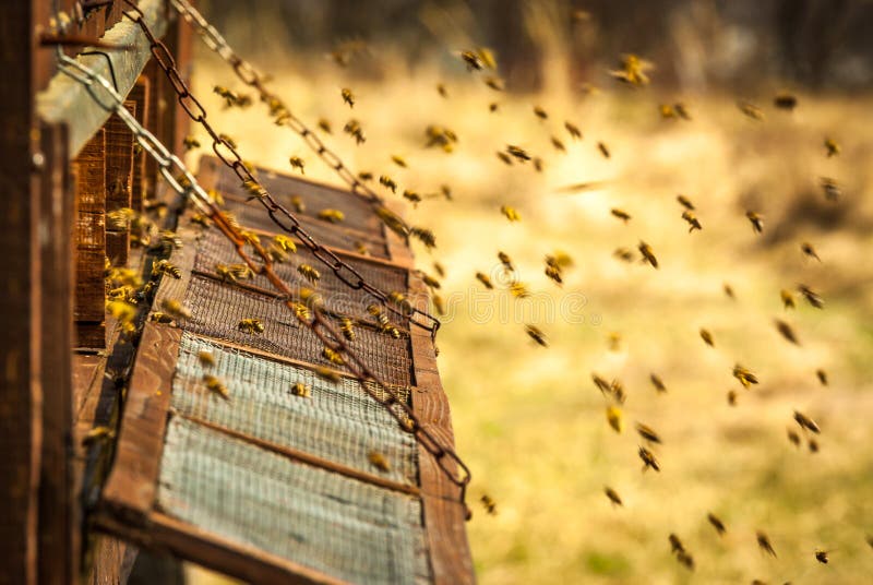 Bee Hive stock photo. Image of beehive, nest, tree, colony - 13399348
