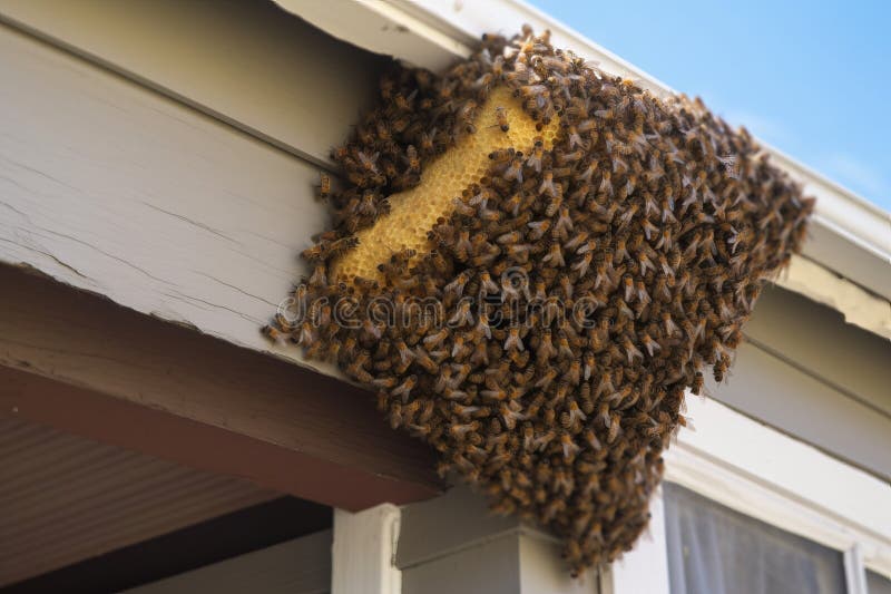 Bee Hive Outside a Suburban Home Stock Photo - Image of beekeeper, hive ...