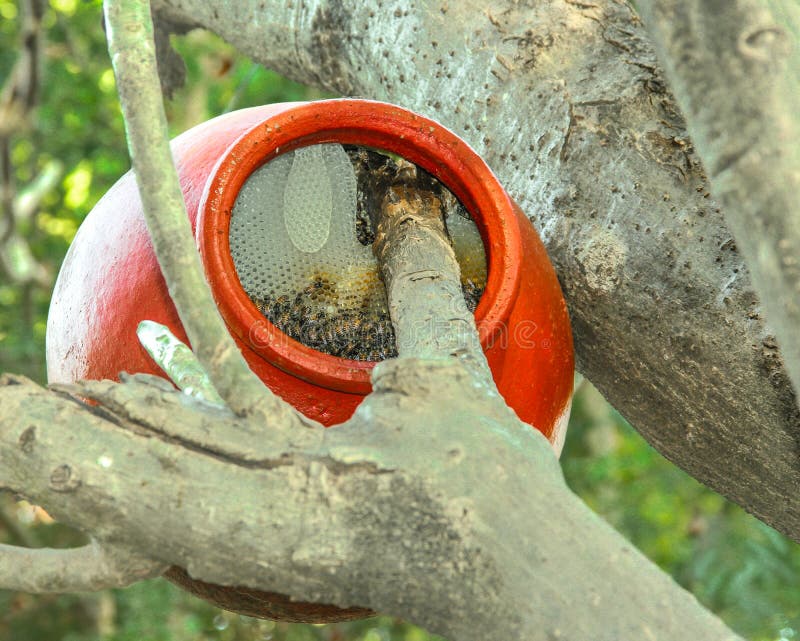 Bee hive in a pot stock photo. Image of honey, broken - 140174662