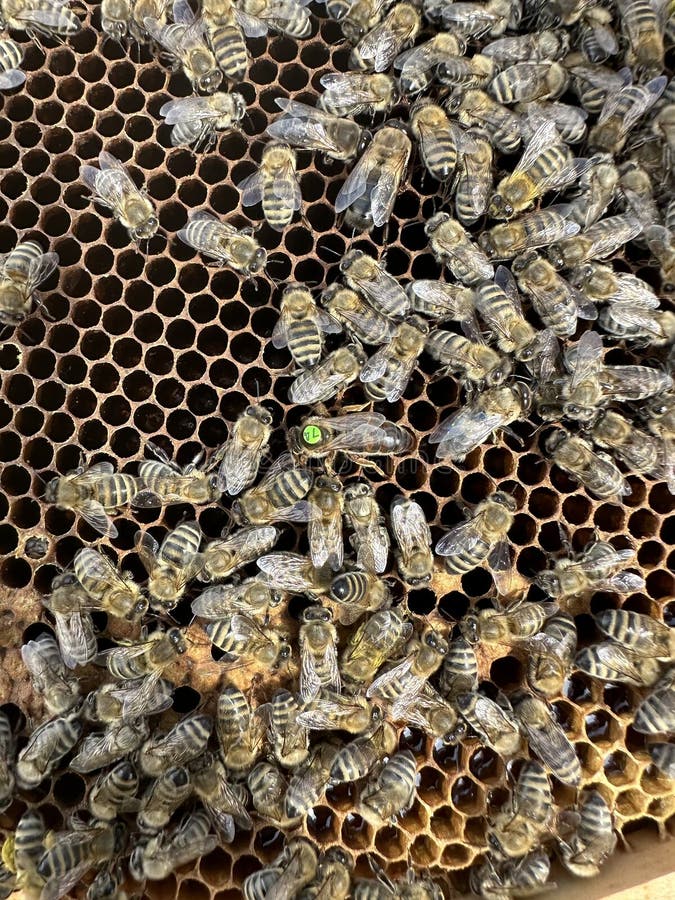 Bee Hive with Queen Bee Close Up Stock Photo - Image of design, insect ...
