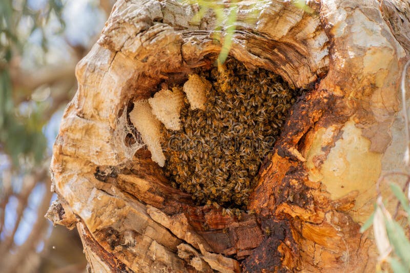 Bee Hive in a Red Gum Tree Hollow on a Farm in Australia. Native Bee ...