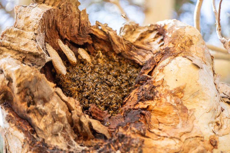 Bee Hive in a Red Gum Tree Hollow on a Farm in Australia. Native Bee ...
