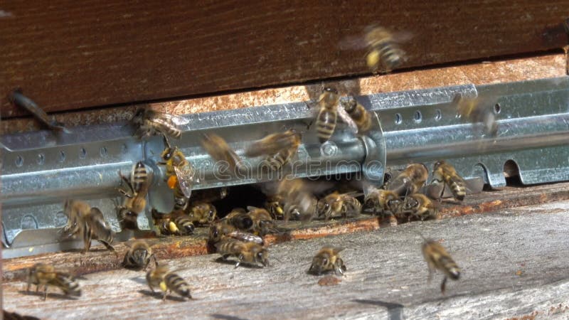 Roy of Bees Flies into a Beehive Stock Footage - Video of summer, close ...