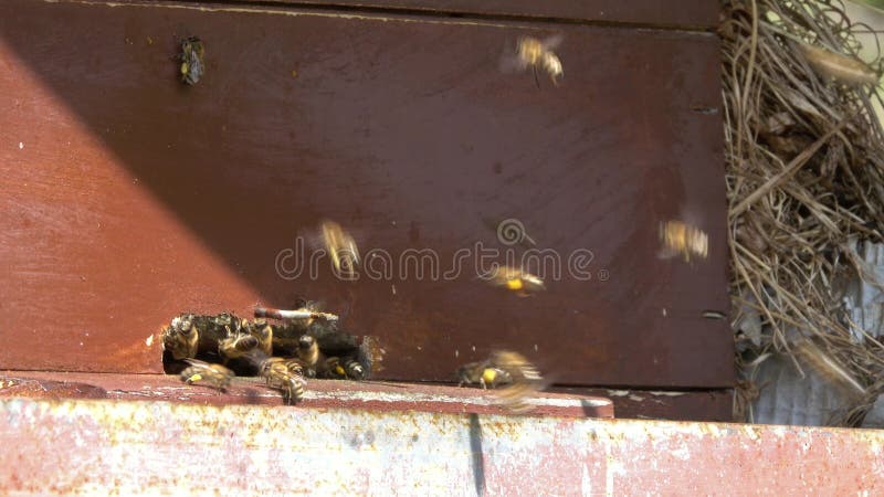 Roy of Bees Flies into a Beehive Stock Footage - Video of insect ...