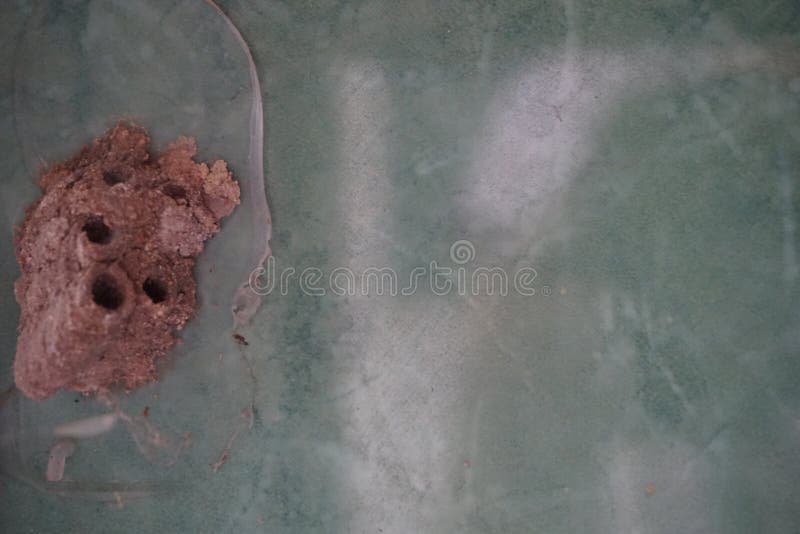 Bee Hive on the Rust Broken Wall Stock Image - Image of soiled, hole ...