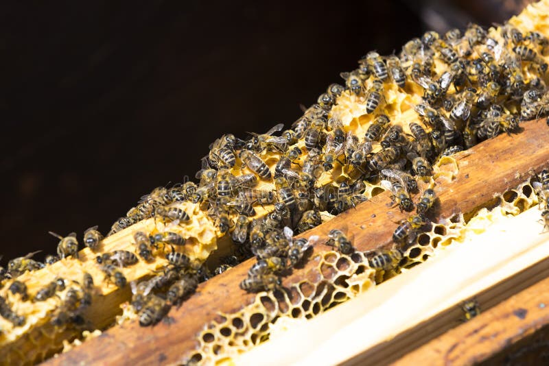 The Bee Hive is Shot Close-up Stock Photo - Image of beeswax, honeybees ...