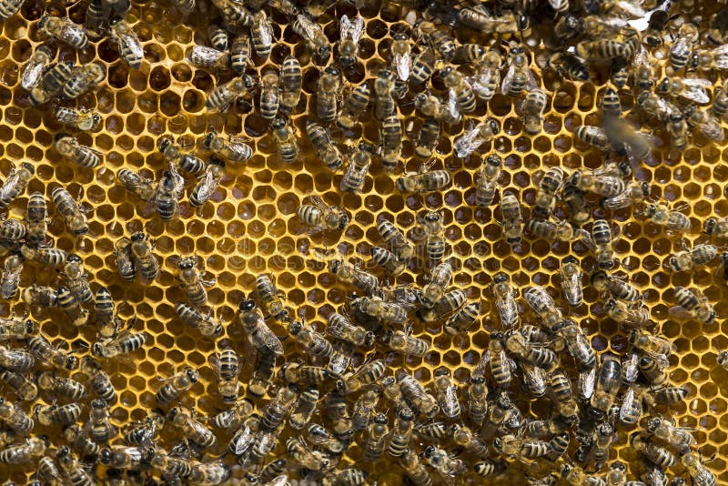 The Bee Hive is Shot Close-up Stock Photo - Image of beeswax, closeup ...