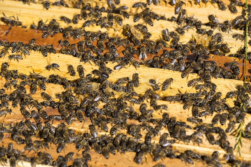 The Bee Hive is Shot Close-up Stock Photo - Image of busy, beehive ...