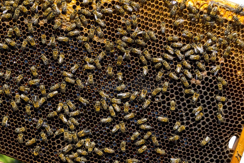 The Bee Hive is Shot Close-up in the Summer Stock Photo - Image of ...