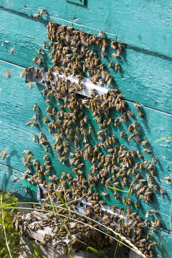 The Bee Hive is Shot Close-up Stock Image - Image of colony, honeycomb ...
