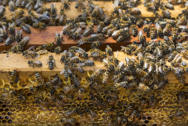 The Bee Hive is Shot Close-up Stock Photo - Image of honey, organic ...