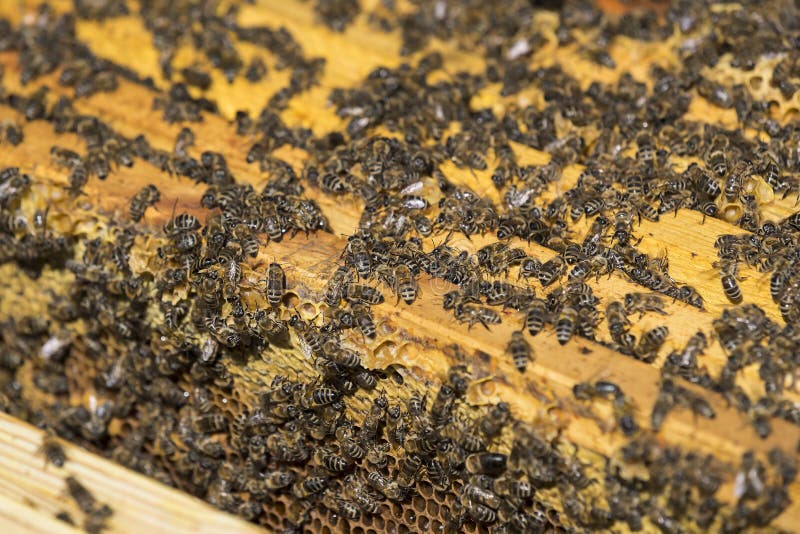 The Bee Hive is Shot Close-up Stock Photo - Image of brood, apiculture ...