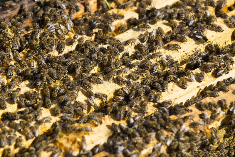 The Bee Hive is Shot Close-up Stock Photo - Image of busy, apiculture ...