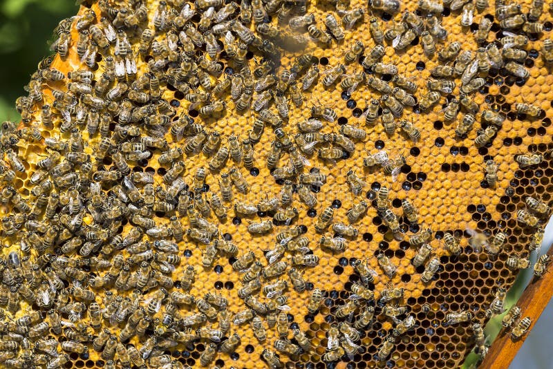 The Bee Hive is Shot Close-up in the Summer Stock Image - Image of ...