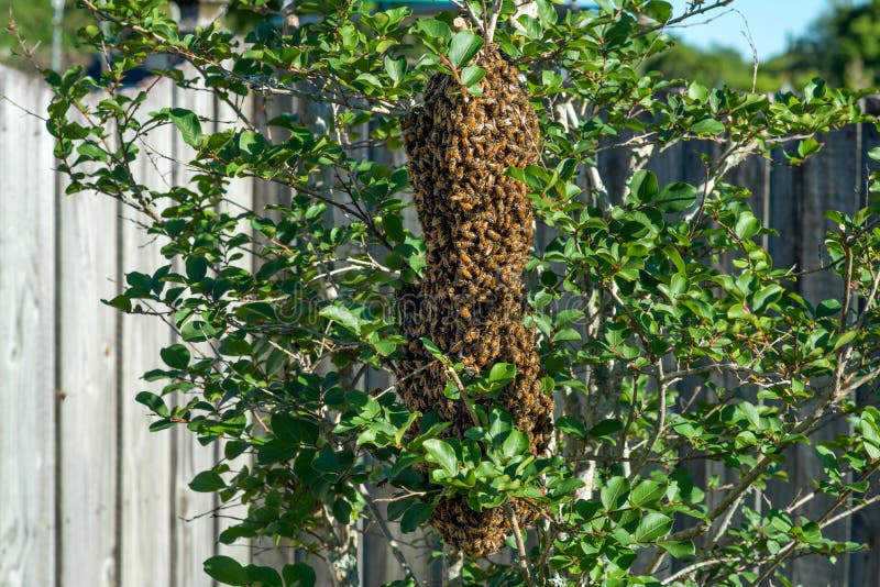 Bee hive in tree stock image. Image of octagon, sweet - 4713171
