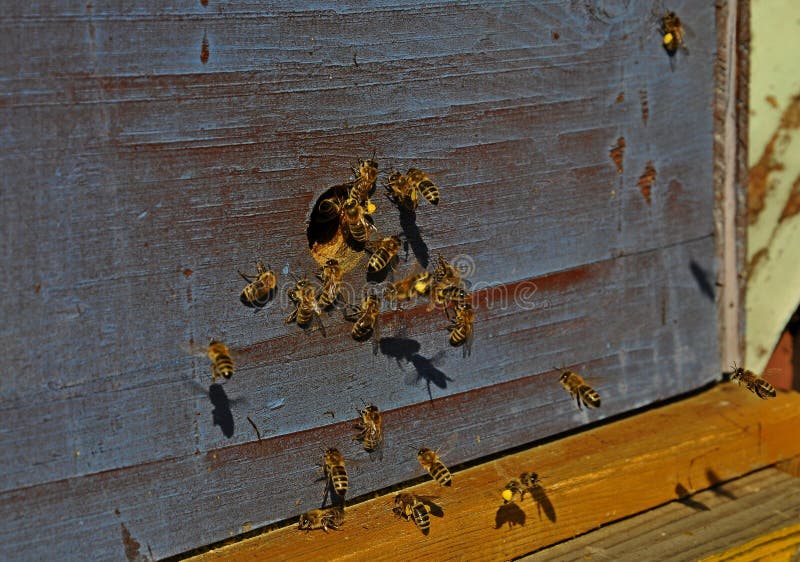 Bee and hive in the spring stock photo. Image of work - 31177944