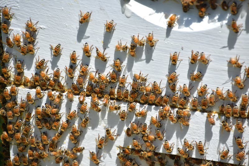 Bee Hive with Swarming Bees on the Hive Boxes Stock Image - Image of ...